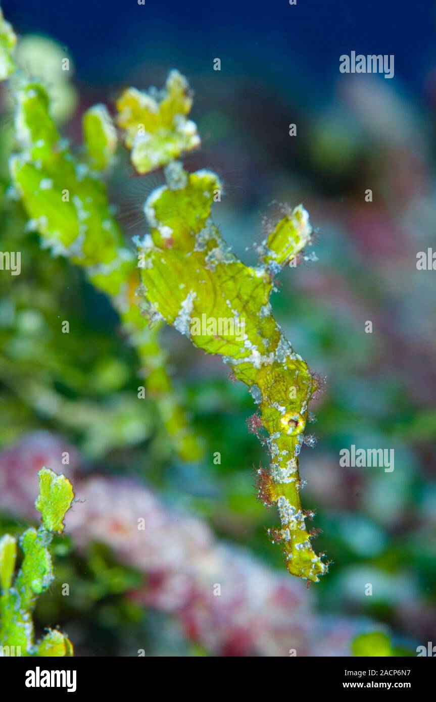 A group of halimeda ghost pipefish, Solenostomus halimeda. A group of ...