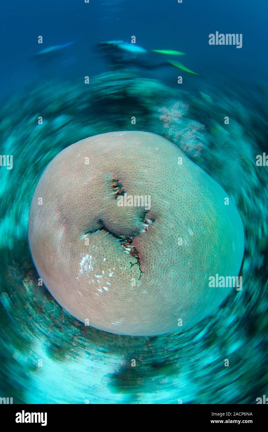 An abstract shot of a large hard coral structure, taken by spinning the ...