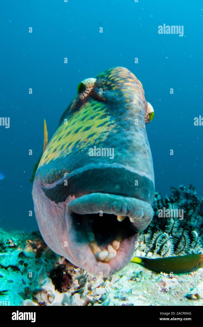 A titan triggerfish, Balistoides viridescens, collected rocks to build nest. Photographed on ...