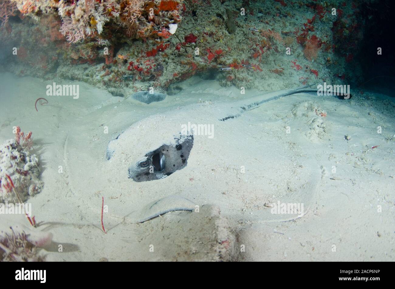 A marble ray, Taeniura meyeni. Buried in sand to camouflage itself ...