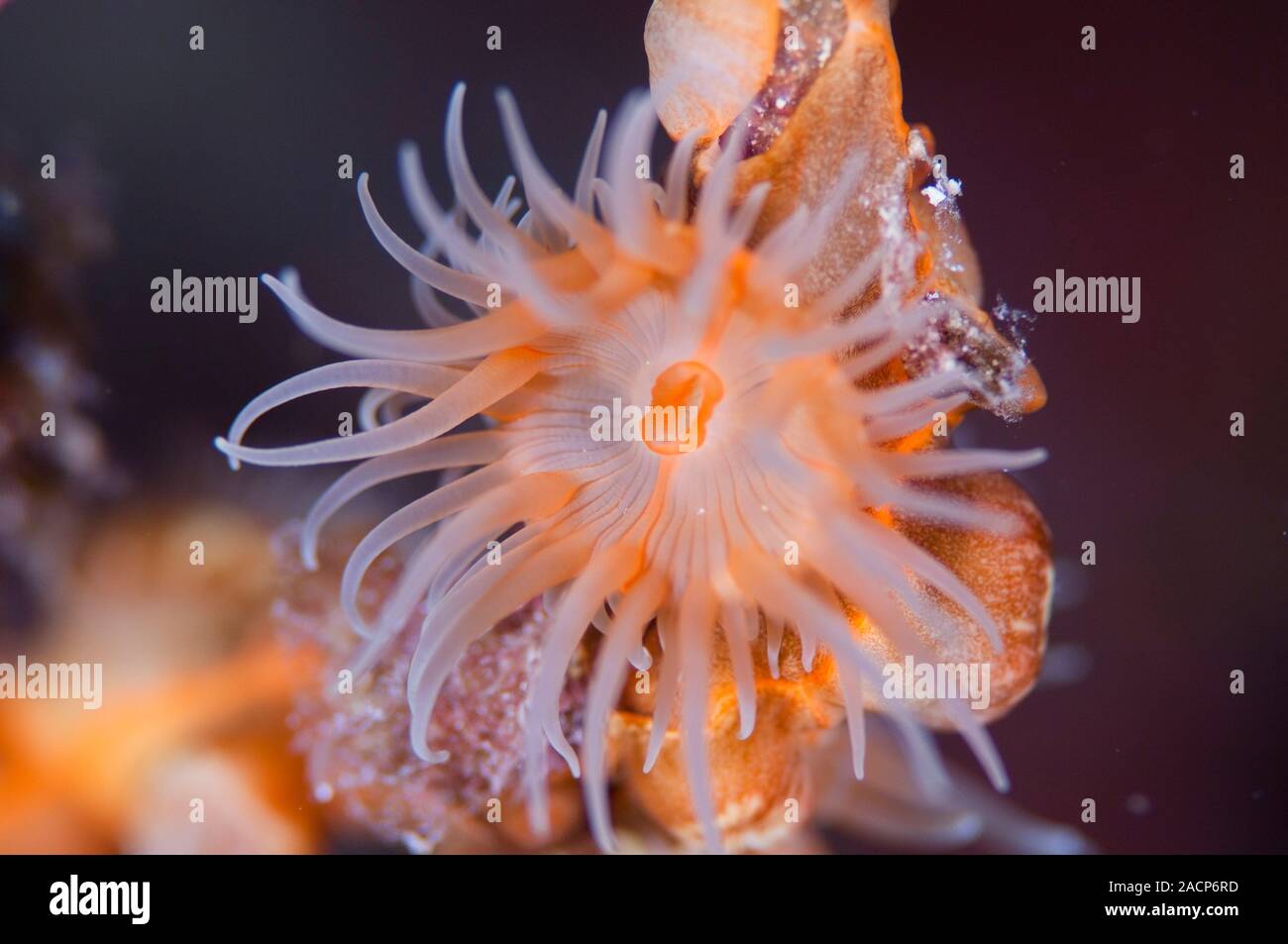 An anemone called a gorgonian wrapper, Nemanthus annamensis. Close up ...