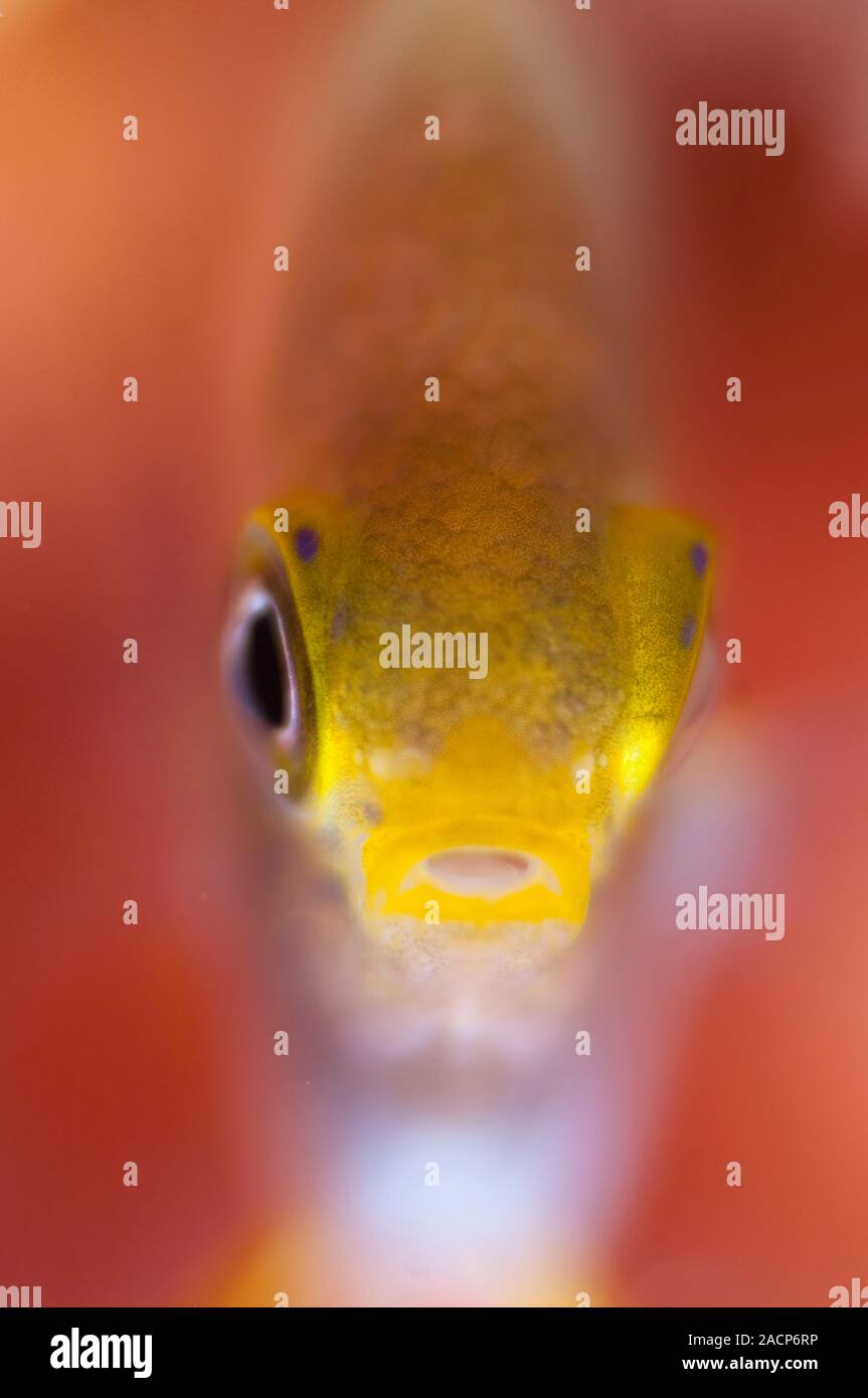 A portrait of a sub-adult golden damsel fish, Amblyglyphidodon aureus ...