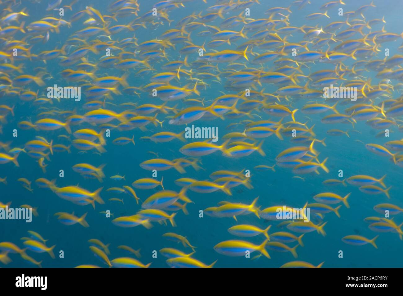 Large school of yellowback fusilier, Caesio xanthonota. Slower shutter ...