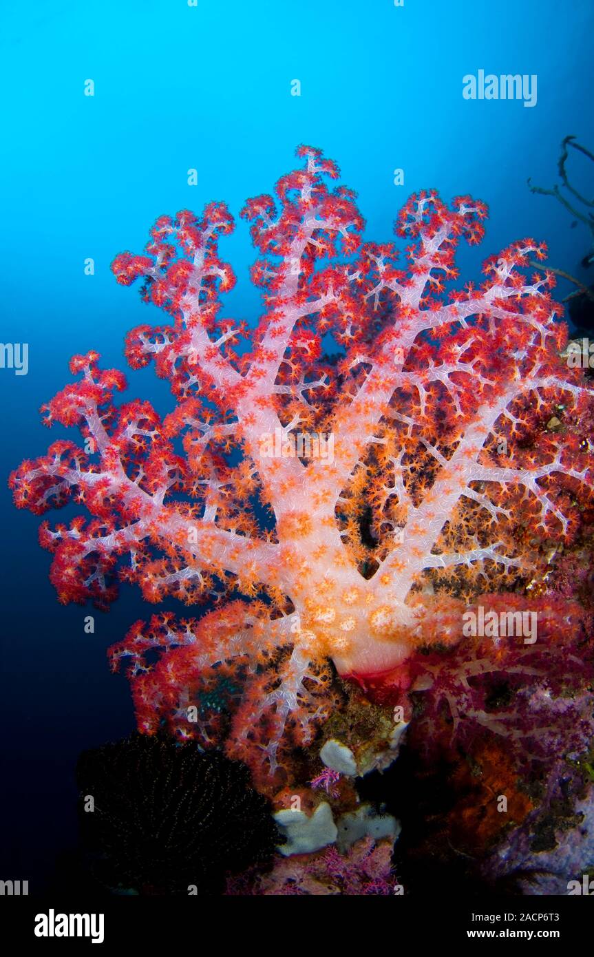 Bright red divaricate Tree Coral, Dendronephthya Sp, growing on reef ...