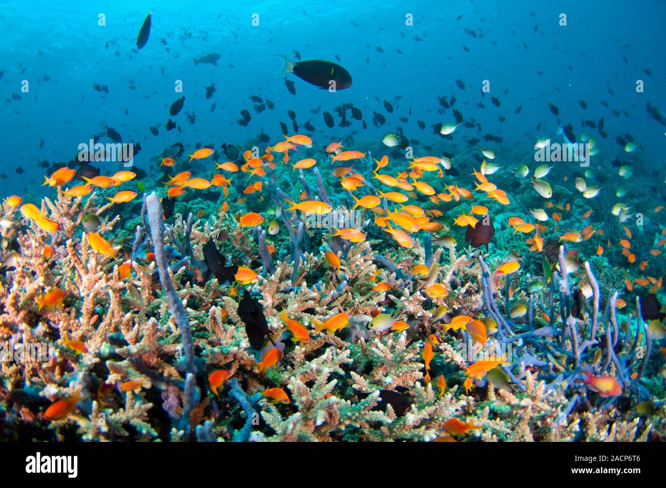 Scalefin anthias, Pseudanthias squamipinnis, and other reef fish over a ...