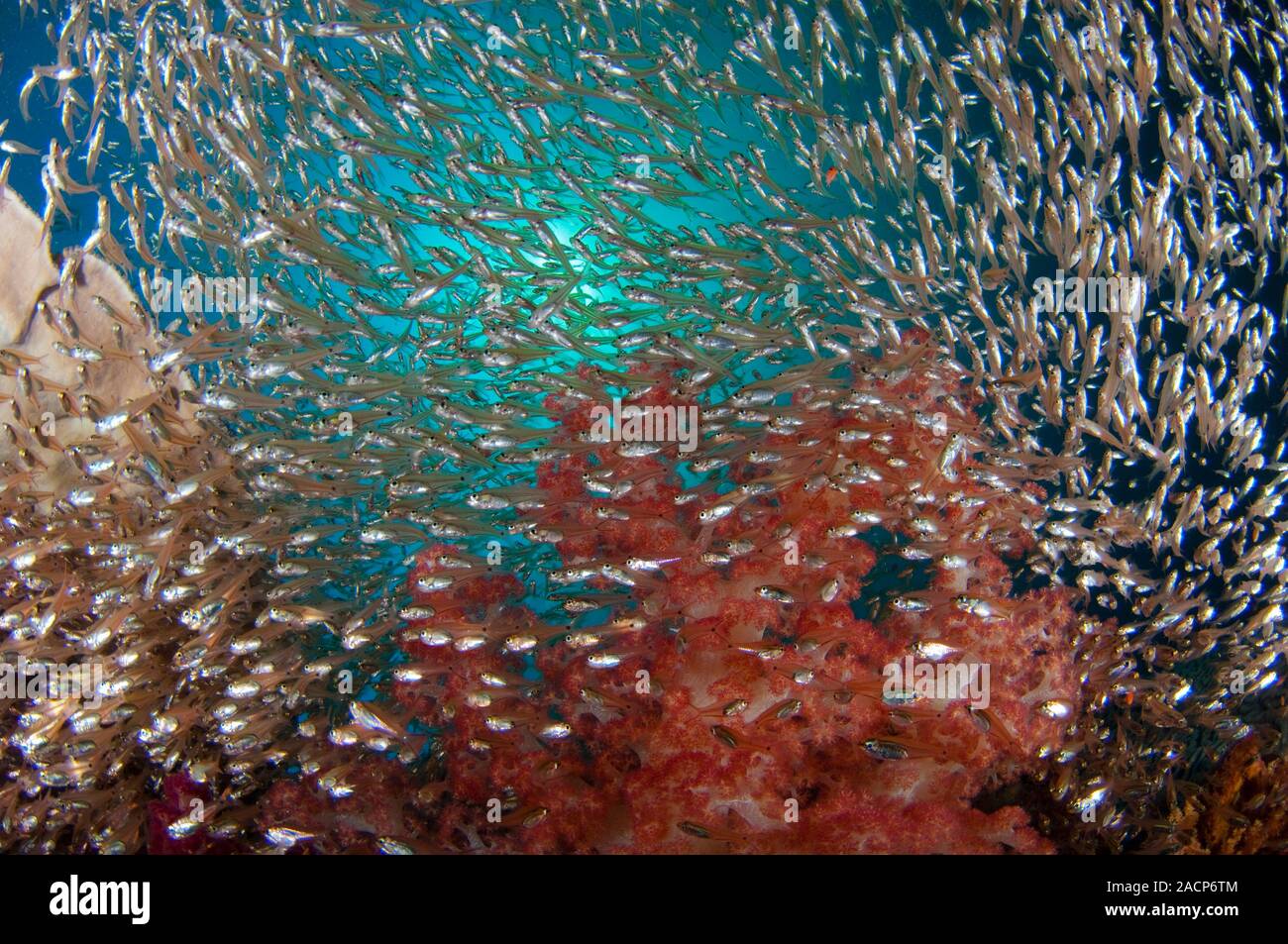 A large school of glassfish surrounding colourful tree coral. Taken on ...
