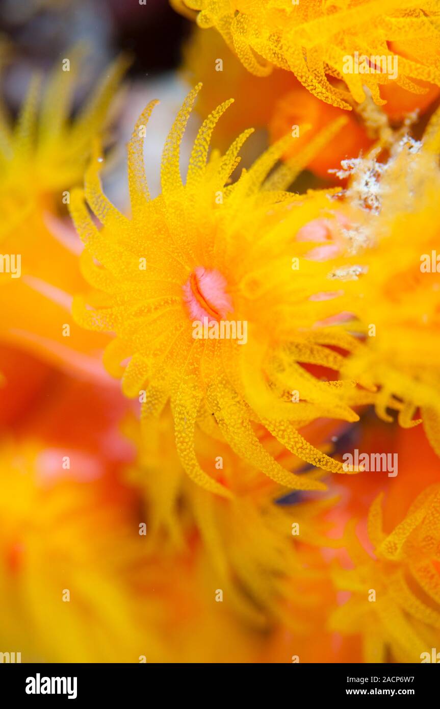 A single coral polyp, Tubastraea Sp. Photographed feeding at night at ...