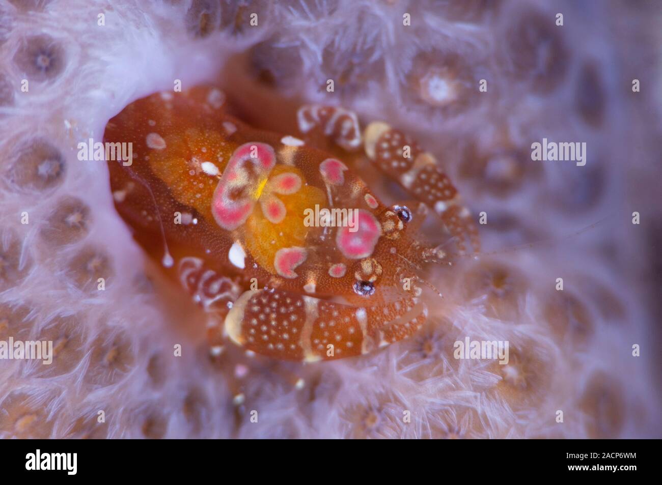 Colourful commensal shrimp, Pontonia Katoi, poking out of coral host ... Colourful commensal shrimp, Pontonia Katoi, poking out of coral host ...