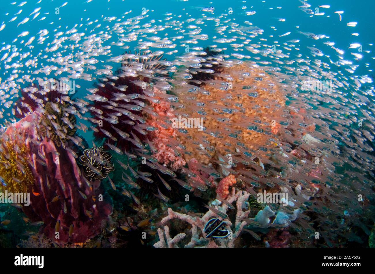 A large group of sweepers swimming over a very healthy coral reef ...