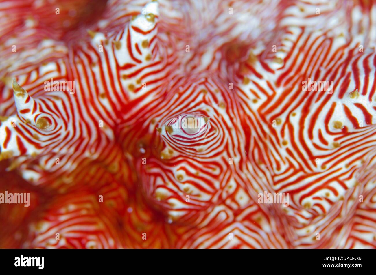 Candy Cane Sea Cucumber, Thelenota rubralineata, full frame close up of ...