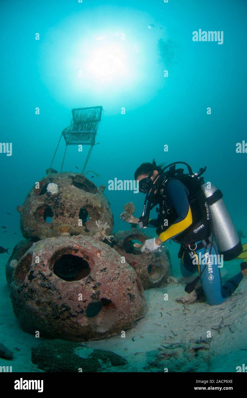 A diver checks reef balls in place on seabed to form an artificial reef ...