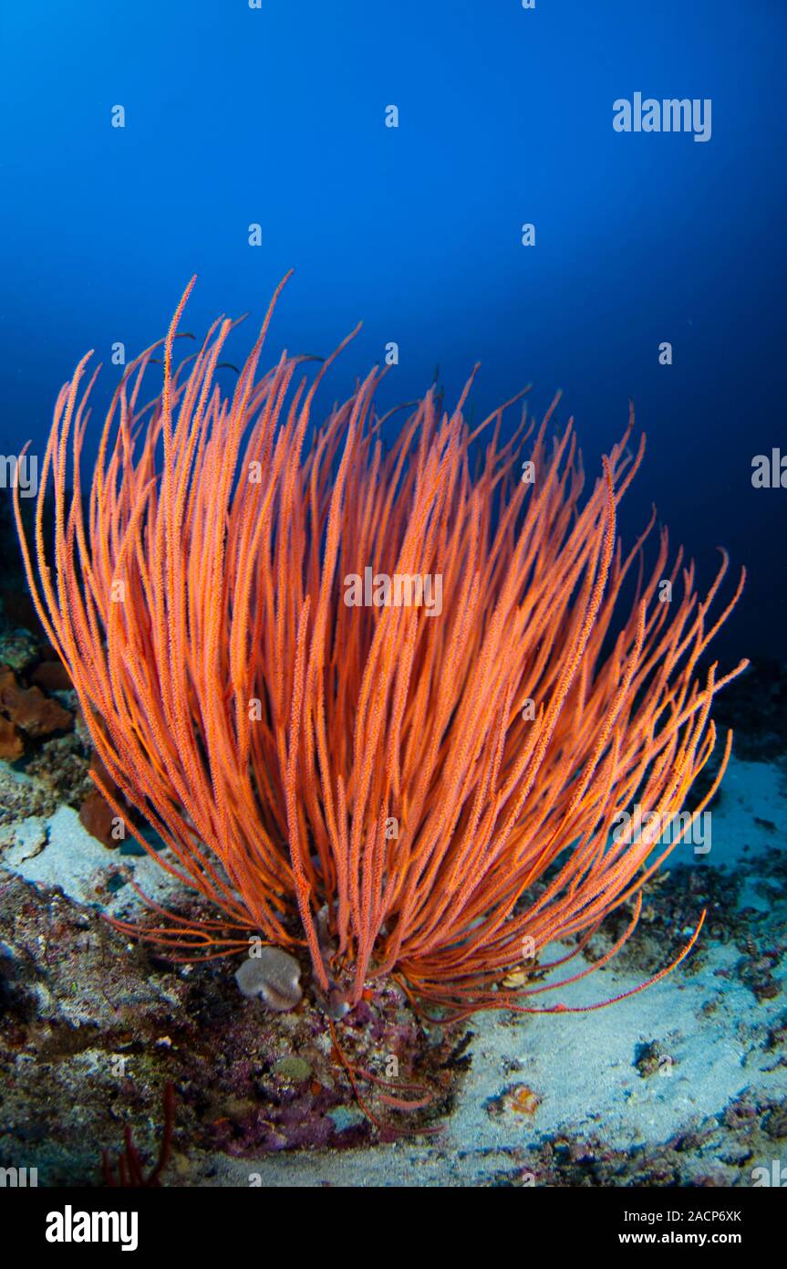 A bright red clump of sea whips grow on the sea bed at the dive site ...