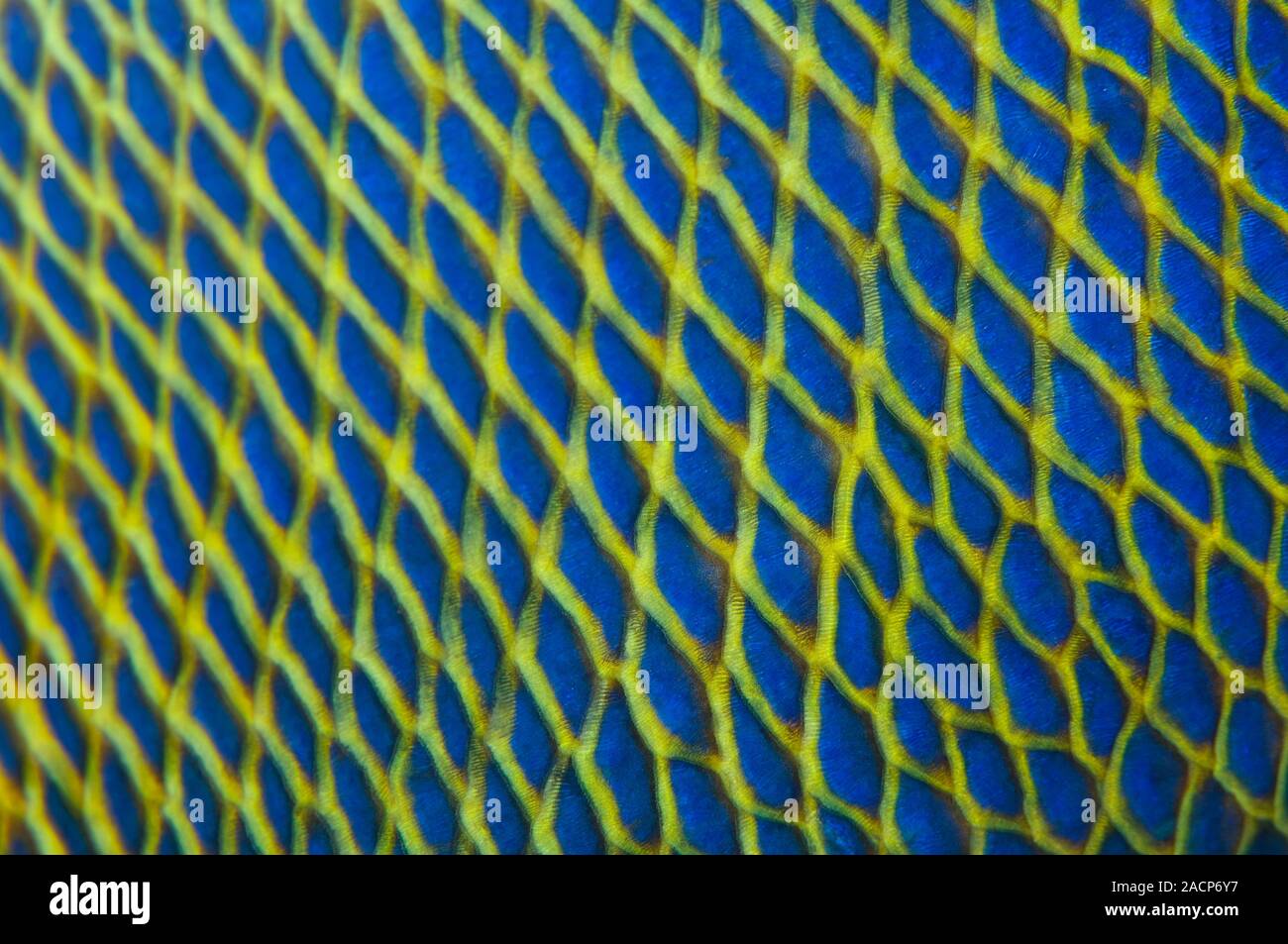 A close up of fish scale detail. Photographed at North Ari Atoll ...