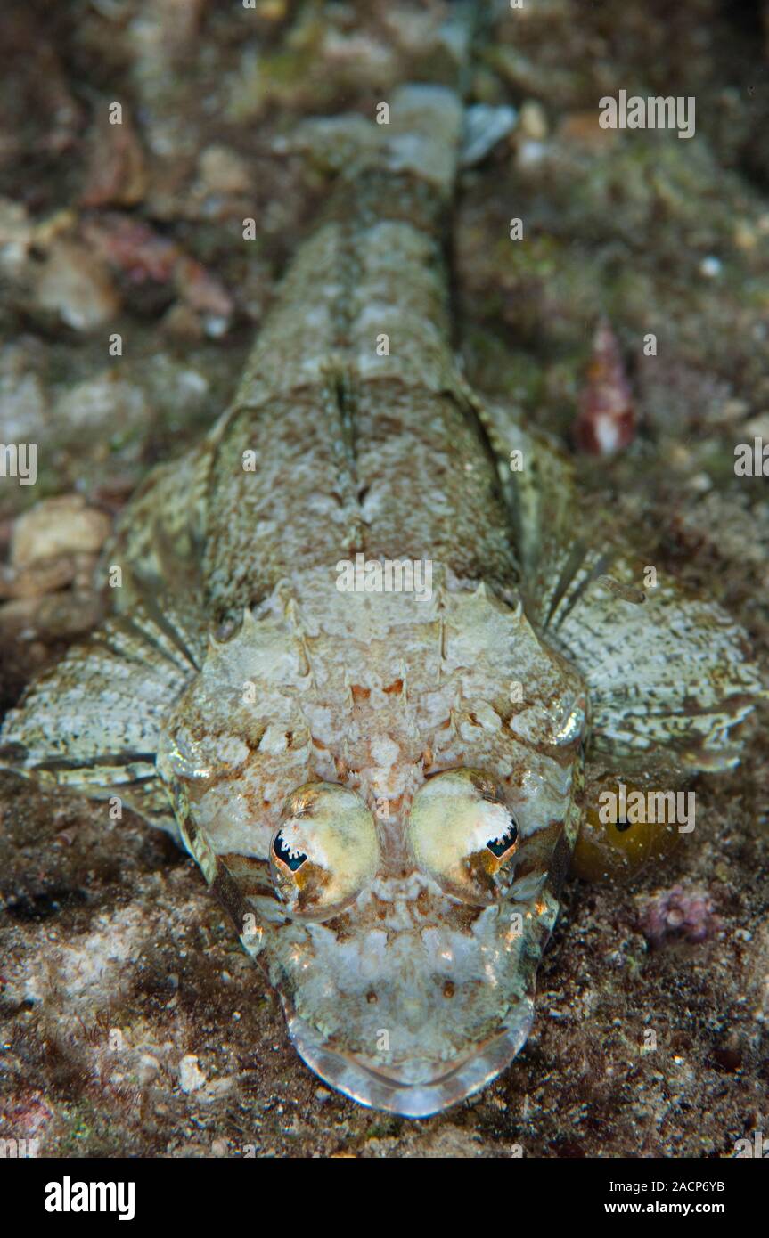 A crocodile fish, Cymbacephalus beauforti. The flat body shape and ...