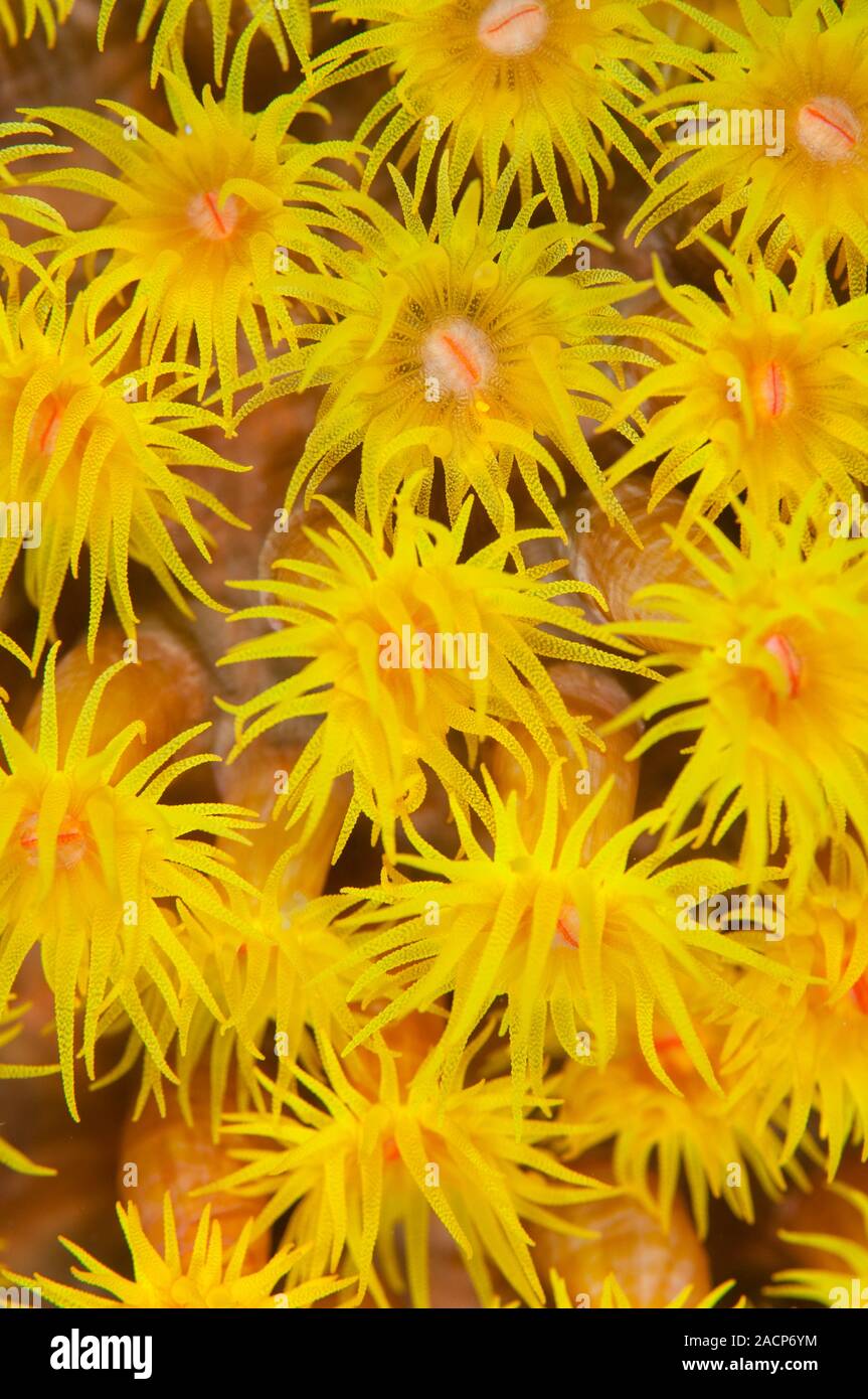 A close up of coral polyp detail. The polyps are opening as it is ...