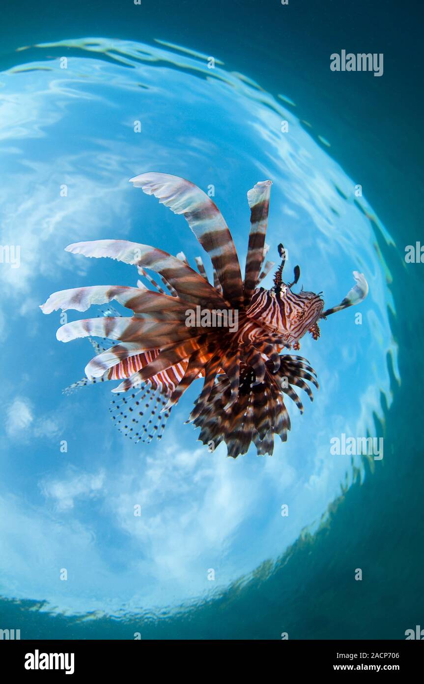 Common lionfish, Pterois volitans. Fisheye view showing snells window ...