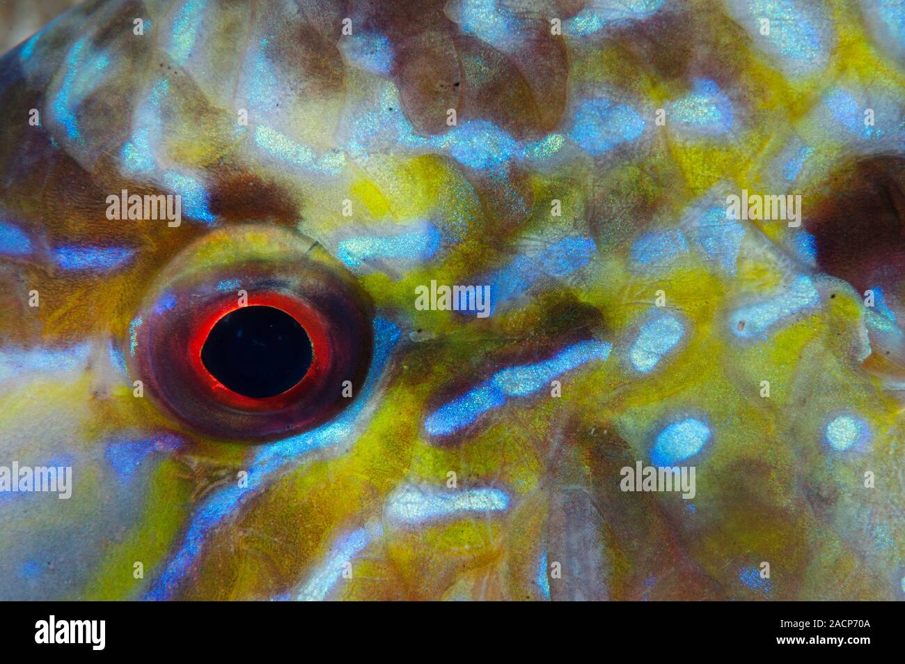 Close up of the eye of a lined rabbitfish, Siganus lineatus ...