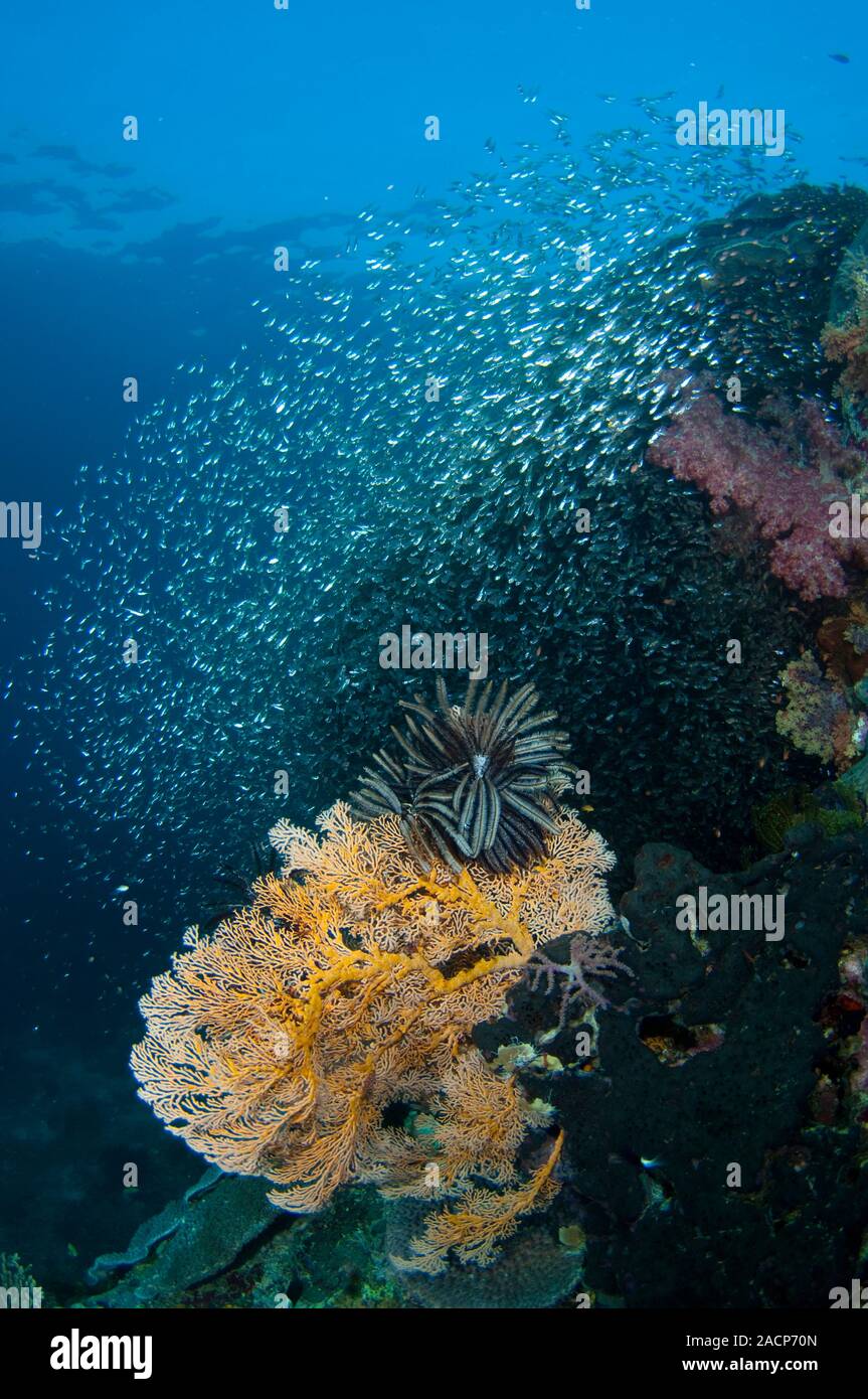 A school of glassfish surrounding colourful coral reef at Pilongga East ...