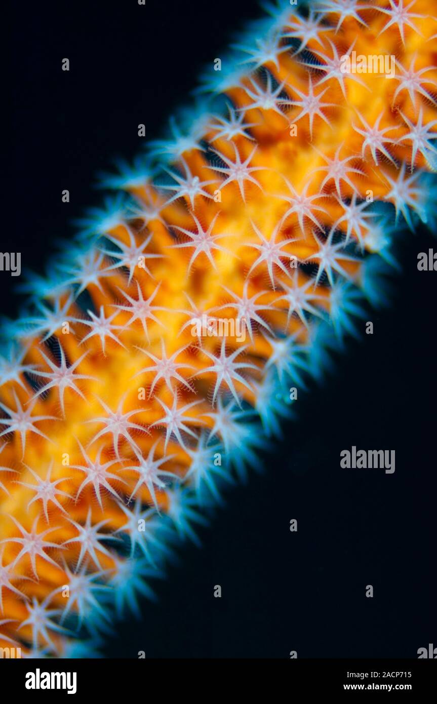 Sea whip showing close up detail of polyps that are open to feed at ...