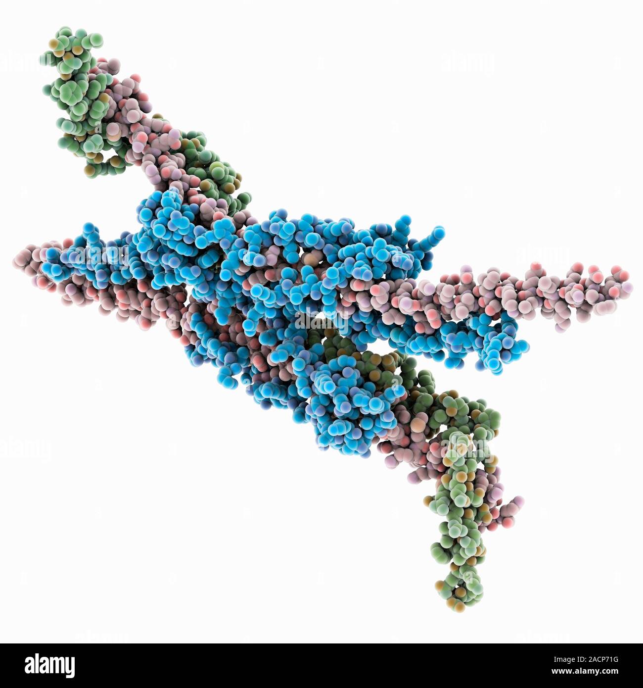Atpase Molecule Computer Model Showing The Structure Of The Peripheral Stalk Stator Of An Atp