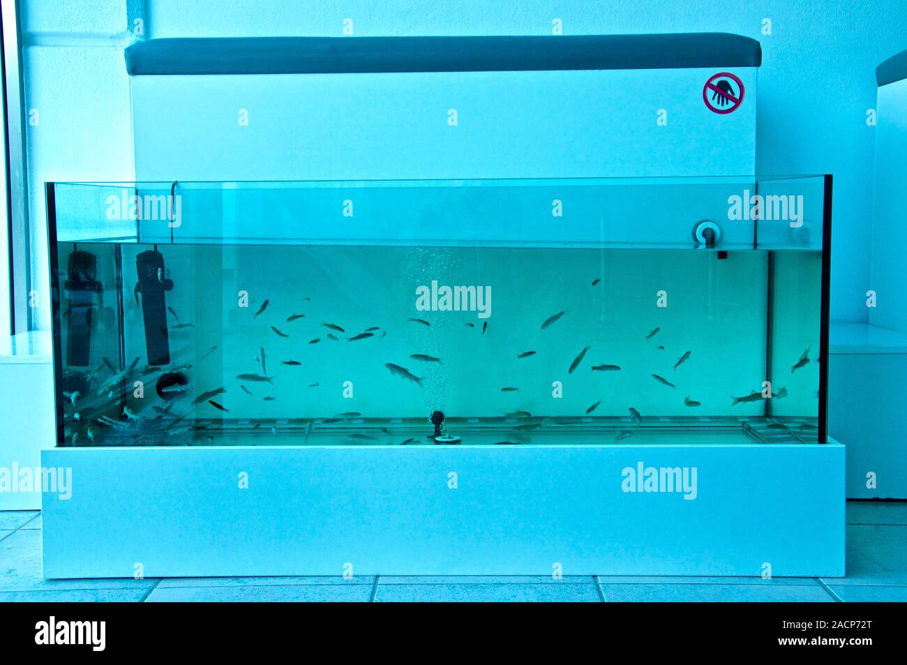 Fish pedicure tank. Doctor fish (Garra rufa) in a tank in a fish spa. A ...
