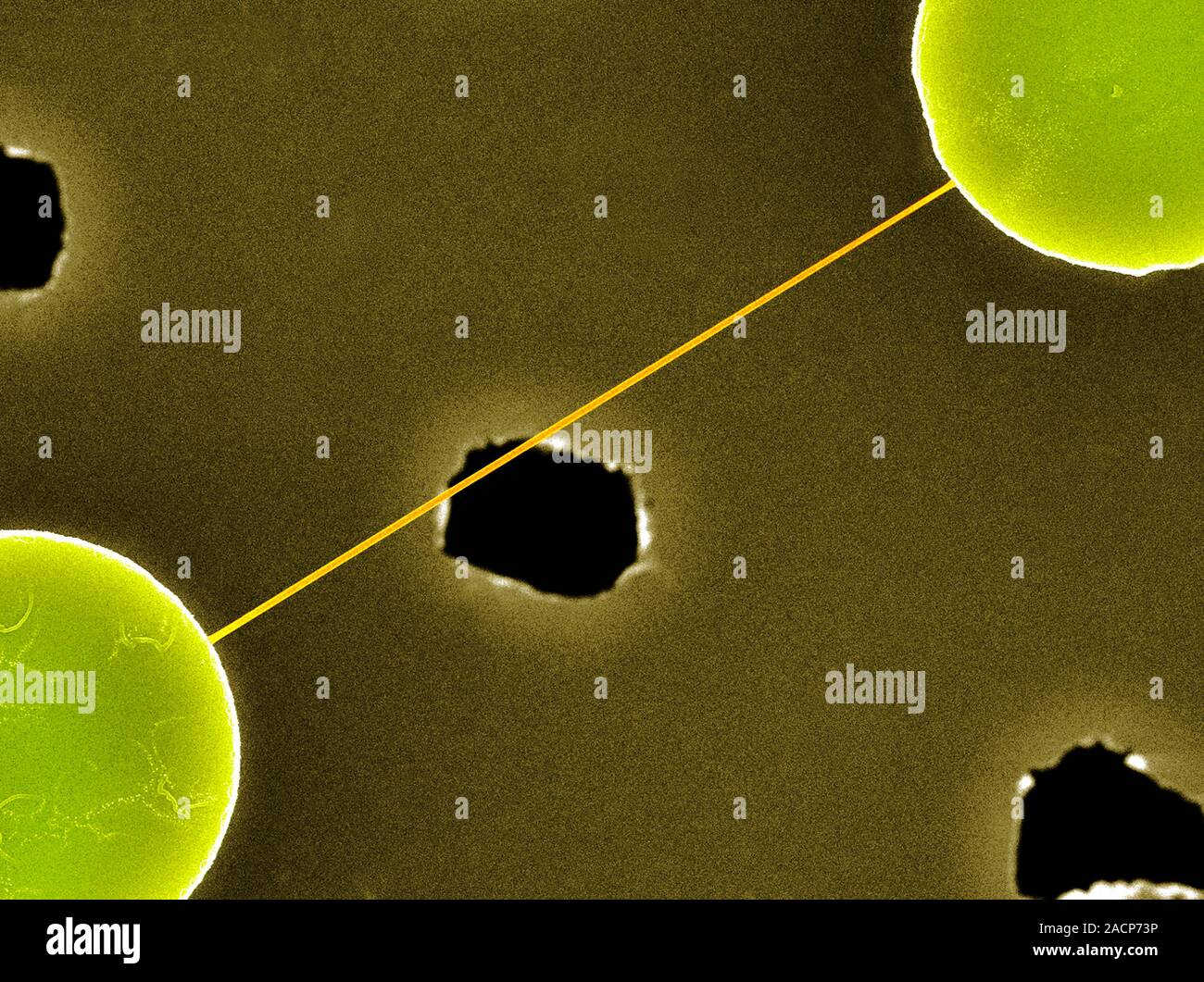 DNA bundle on silicon nanopillars. Coloured scanning electron ...