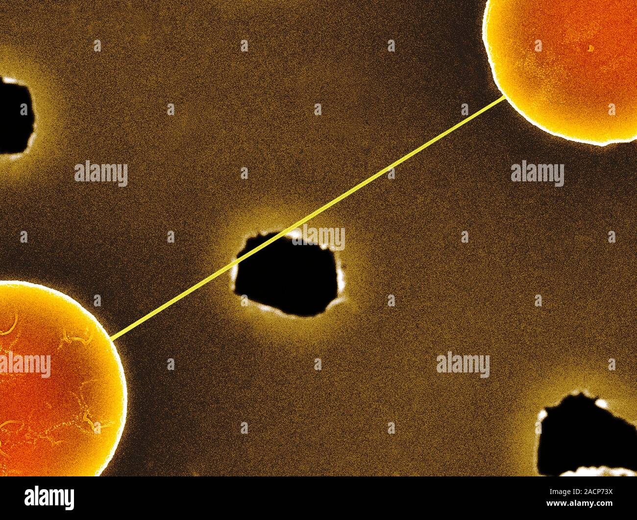 DNA bundle on silicon nanopillars. Coloured scanning electron ...