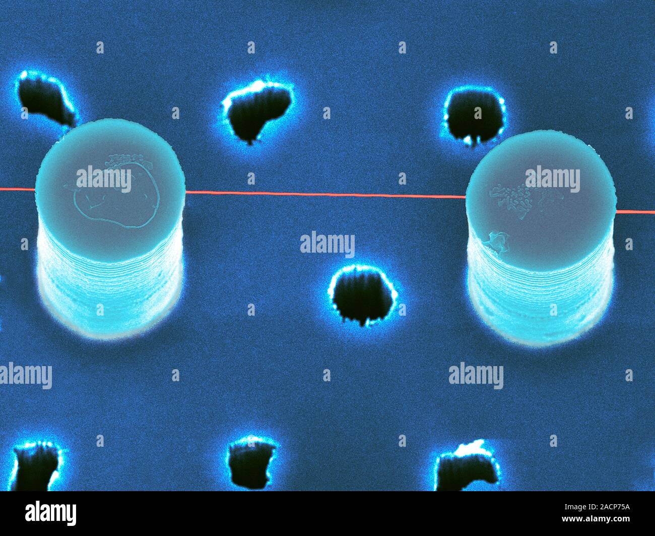DNA bundle on silicon nanopillars. Coloured scanning electron ...