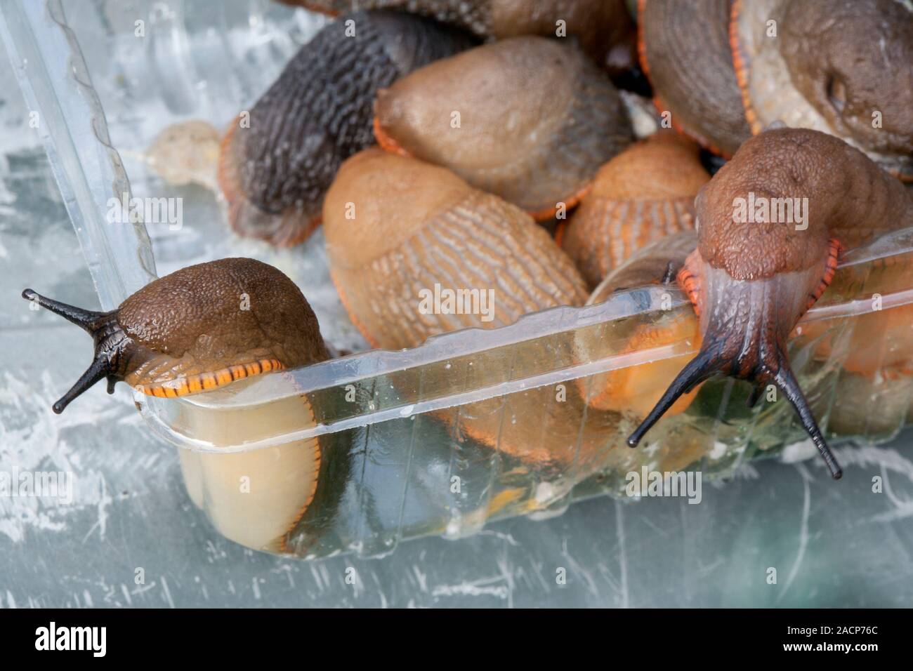 Mass of slugs in a plastic container. Slugs are gastropod molluscs that ...