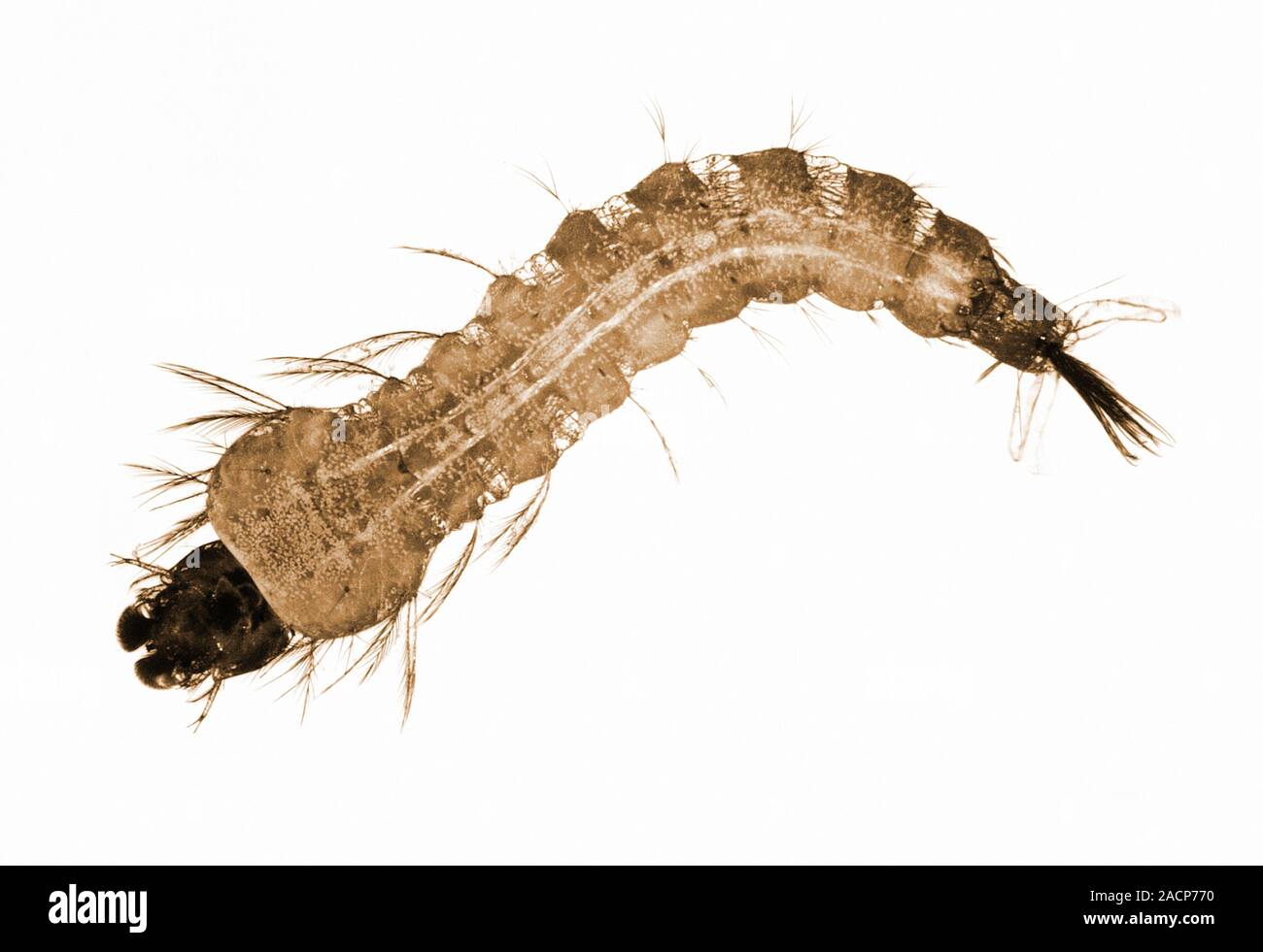 Anopheles stephensi mosquito larva. The head is at left, the tail at ...