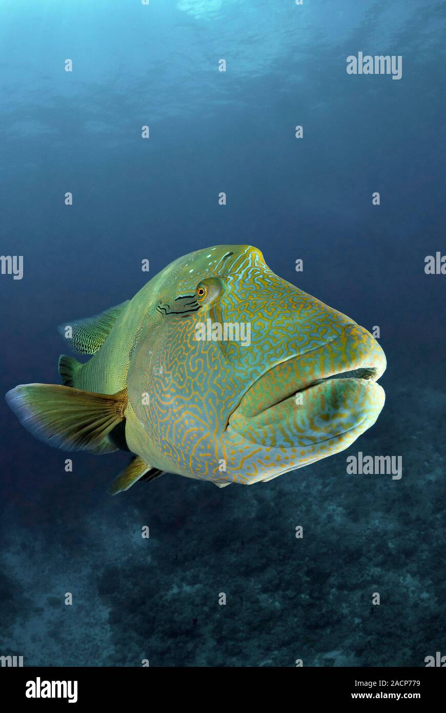 Napoleon wrasse (Cheilinus undulatus). Also called the humphead wrasse ...