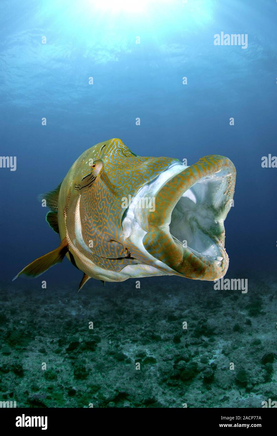 Napoleon wrasse (Cheilinus undulatus). Also called the humphead wrasse ...