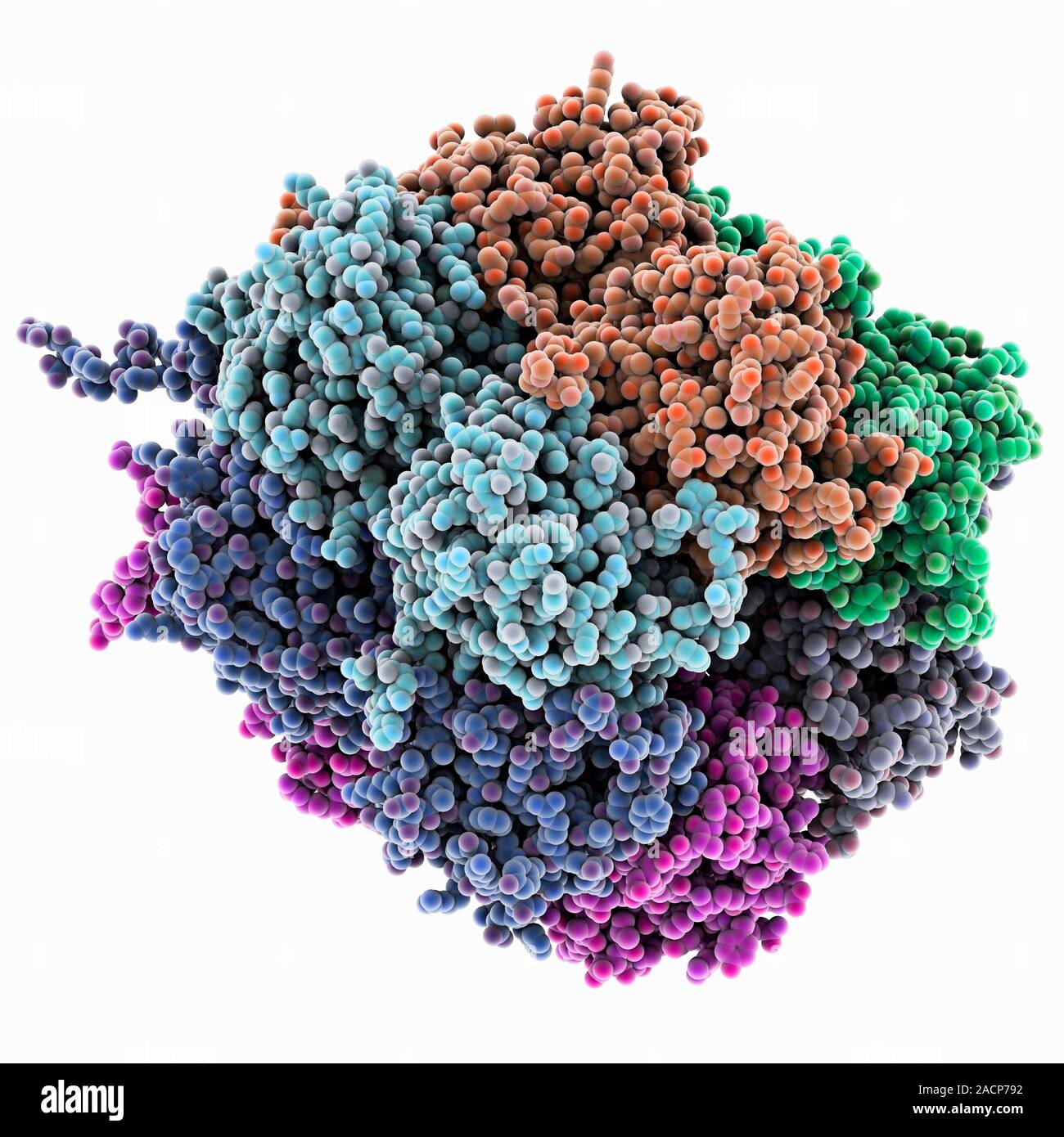 Cyanobacterial circadian clock protein, molecular model. This protein ...