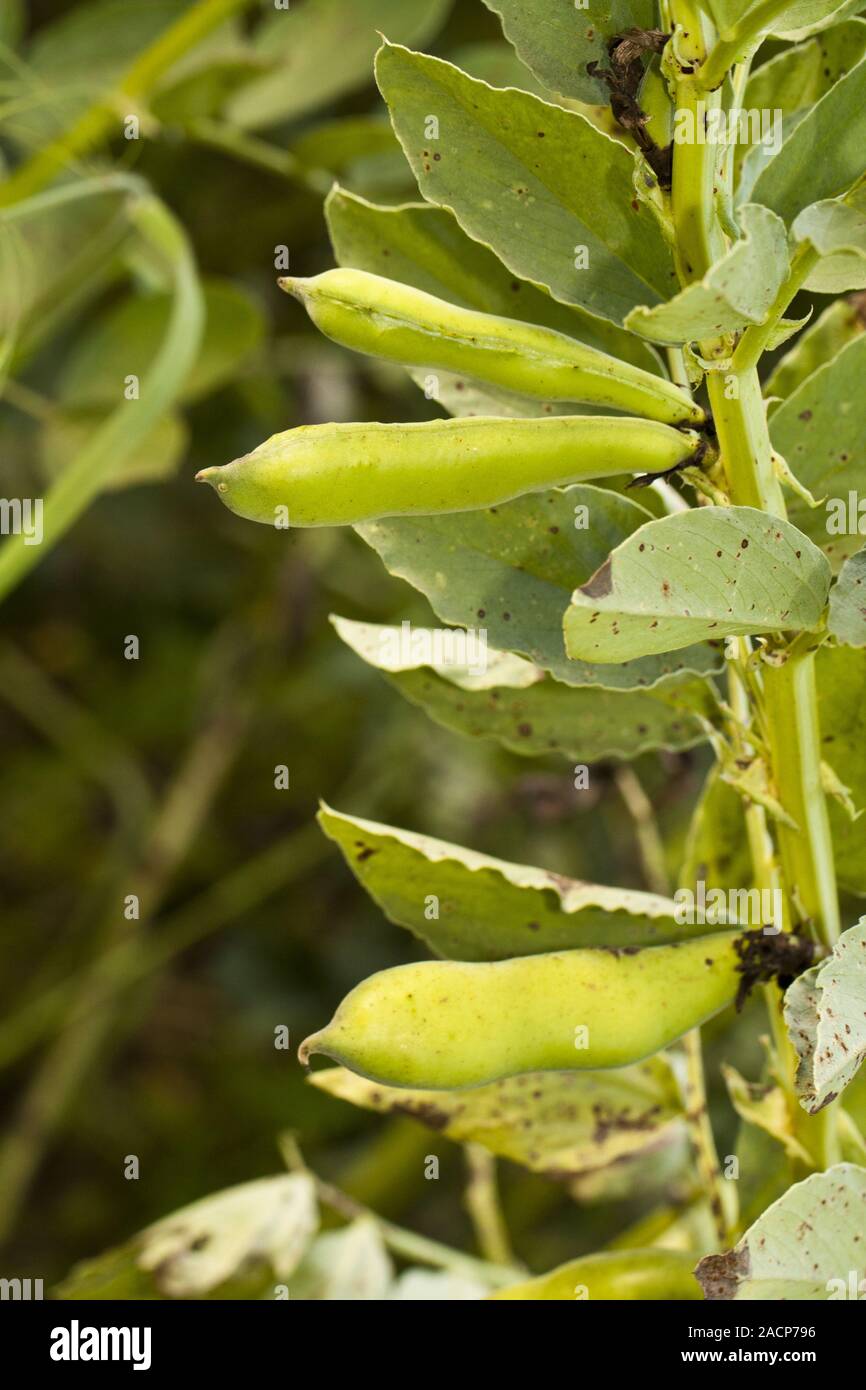 Fava bean plant hi-res stock photography and images - Alamy