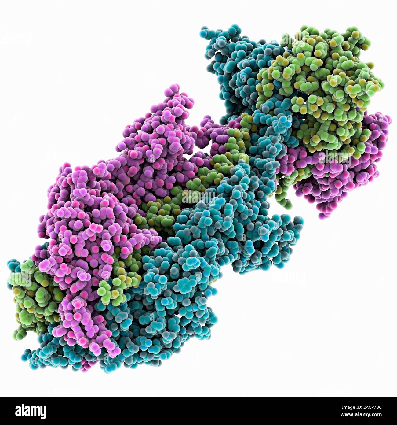 Herpesvirus surface protein molecule. Molecular model of glycoprotein B ...