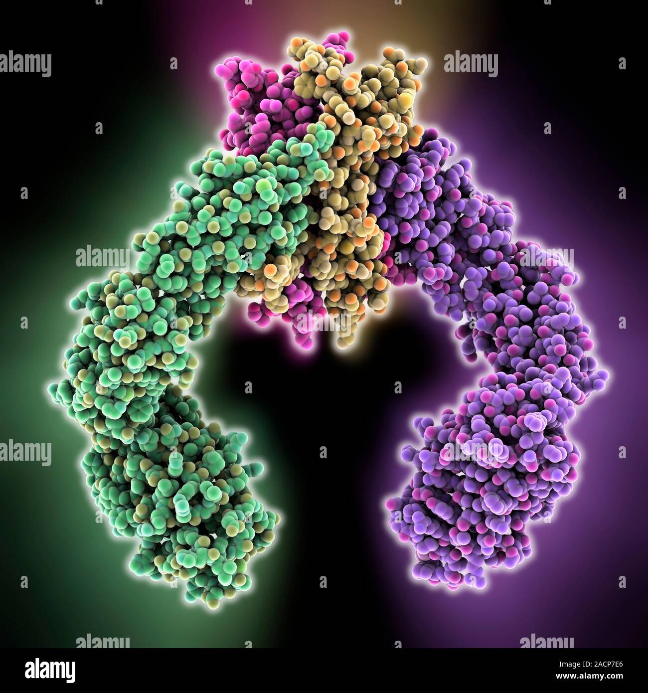 Nerve growth factor bound to receptor, molecular model. Human nerve ...