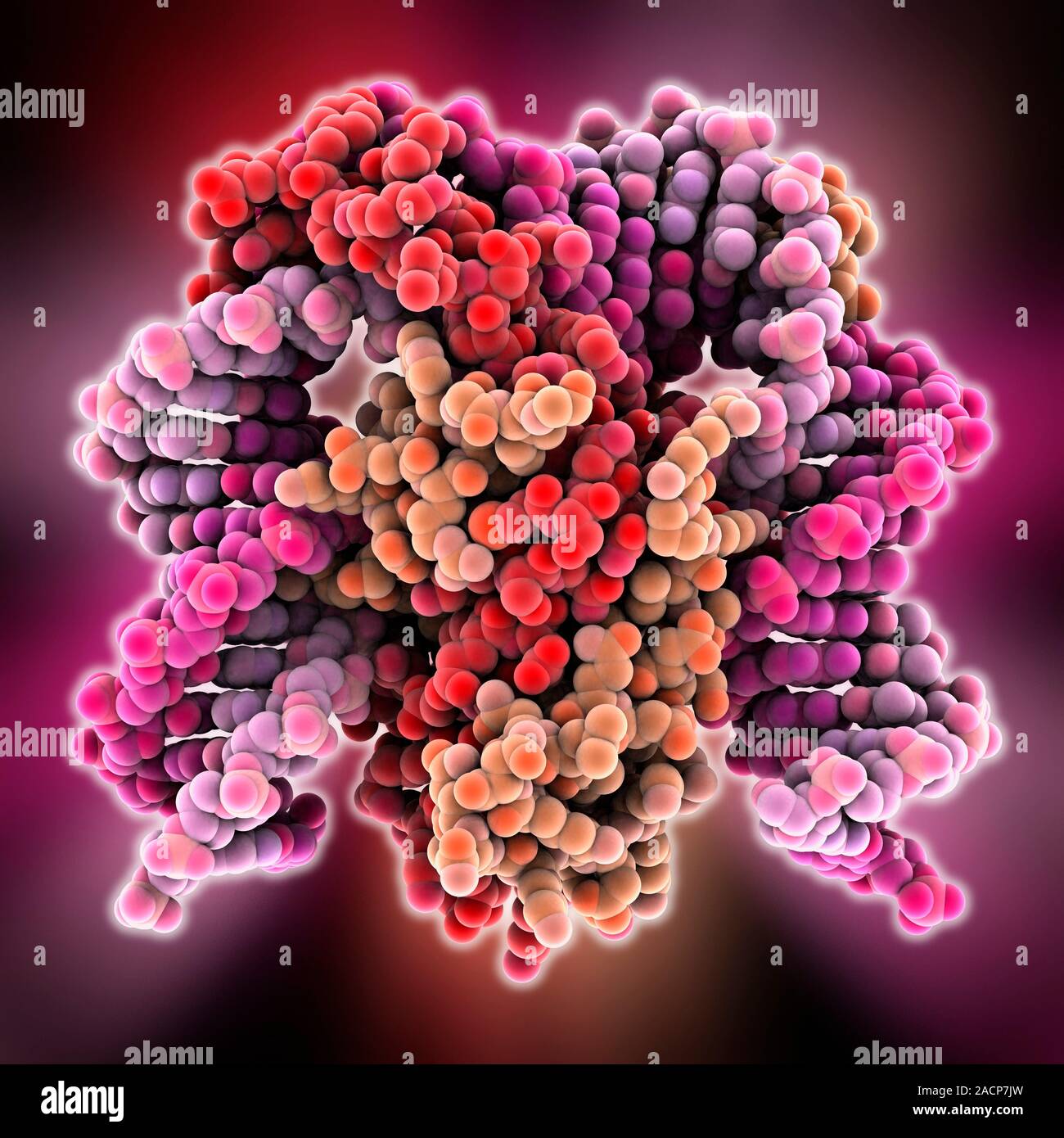 DNA-bending protein. Molecular model of the Hbb protein (red and orange ...