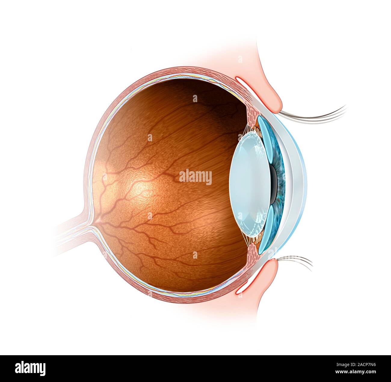 Eye anatomy. Computer artwork of a section through a human eye, showing ...
