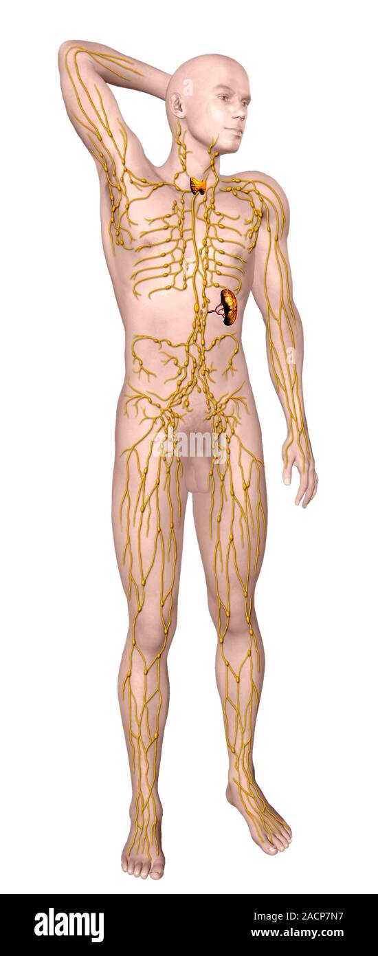 Human lymphatic system. Artwork of a front view of a human, showing the ...