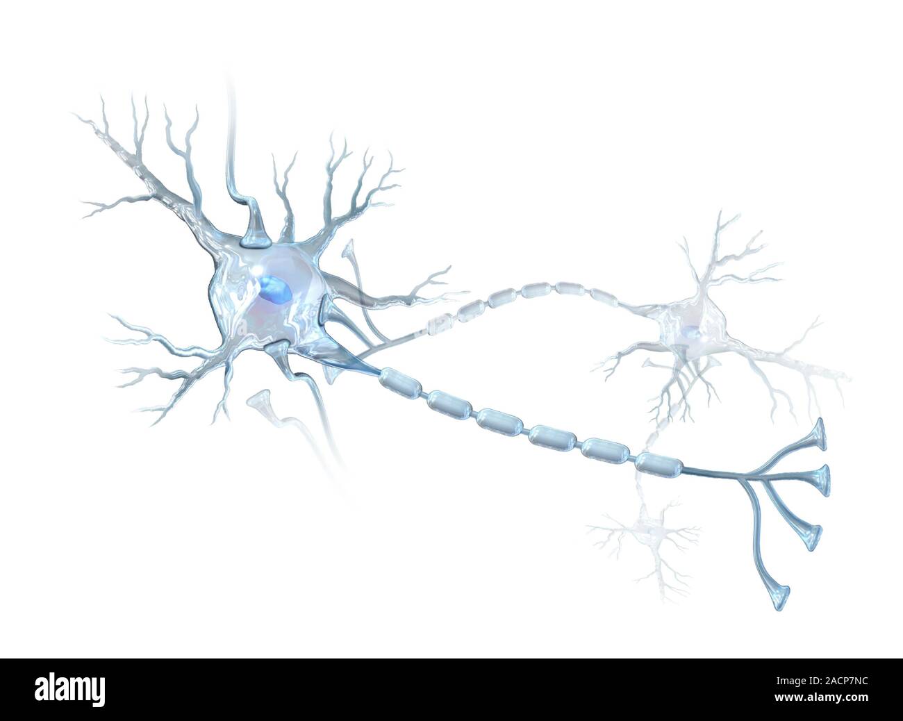 Nerve cells. Computer artwork of two nerve cells or neurons. Neurons ...