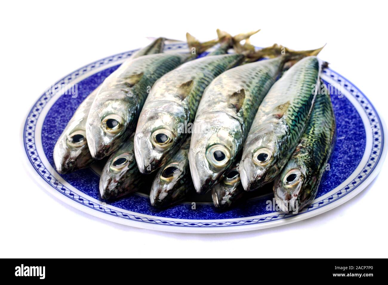 Atlantic mackerel hi-res stock photography and images - Alamy