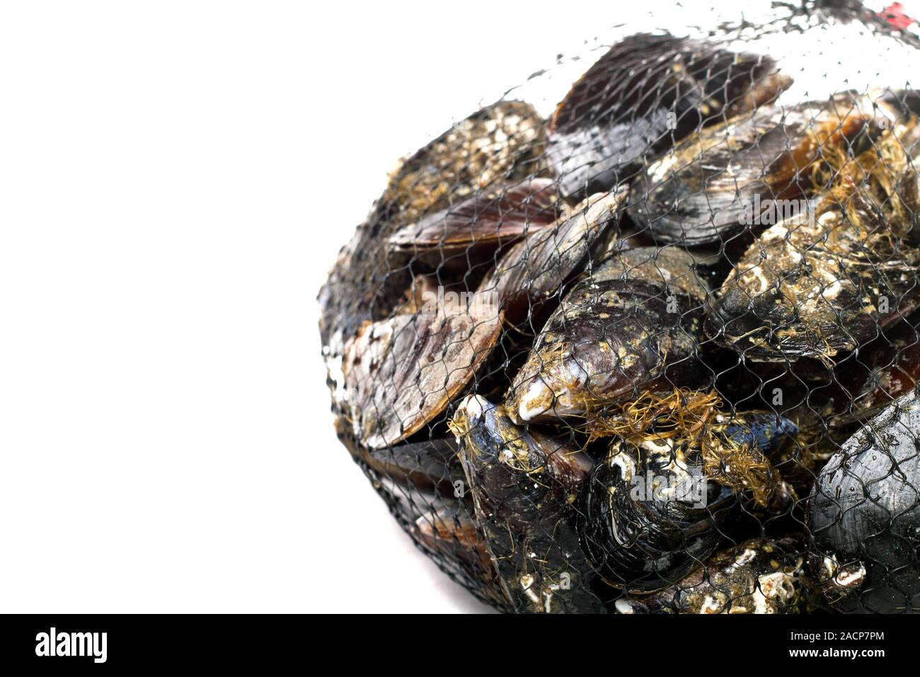 Bivalve hi-res stock photography and images - Alamy