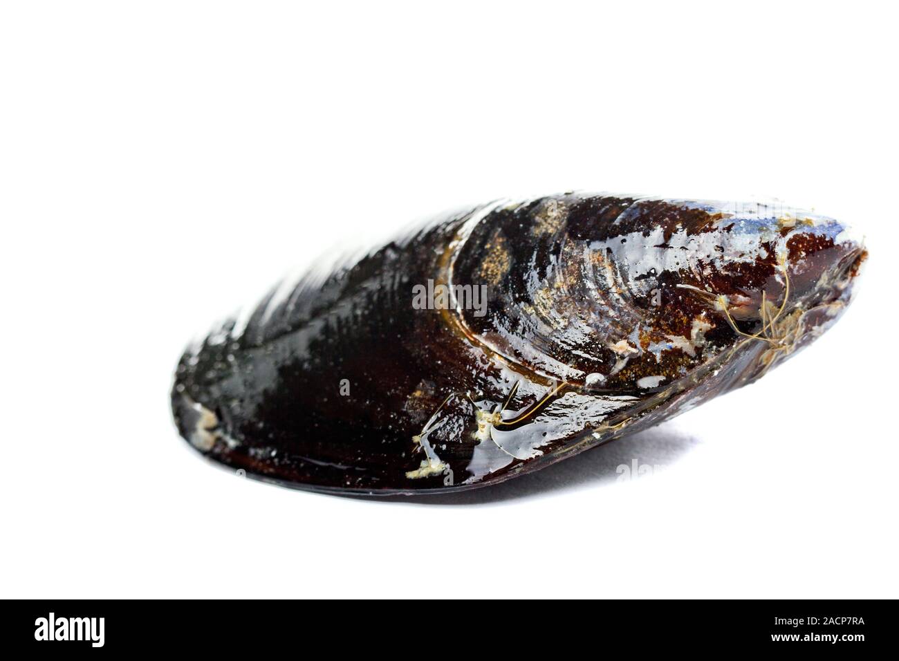 blue mussel bivalve Stock Photo - Alamy