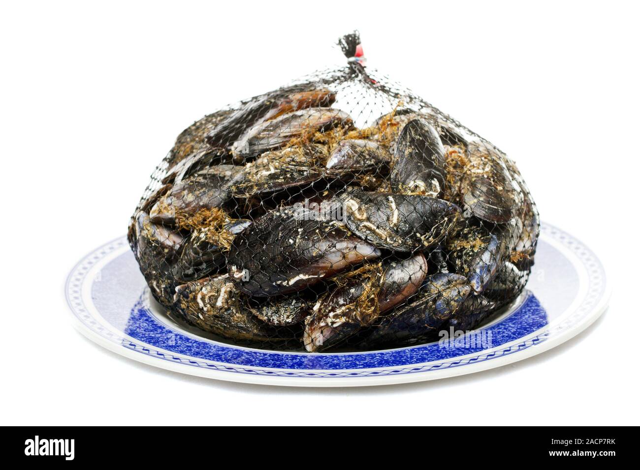 blue mussel bivalve Stock Photo - Alamy