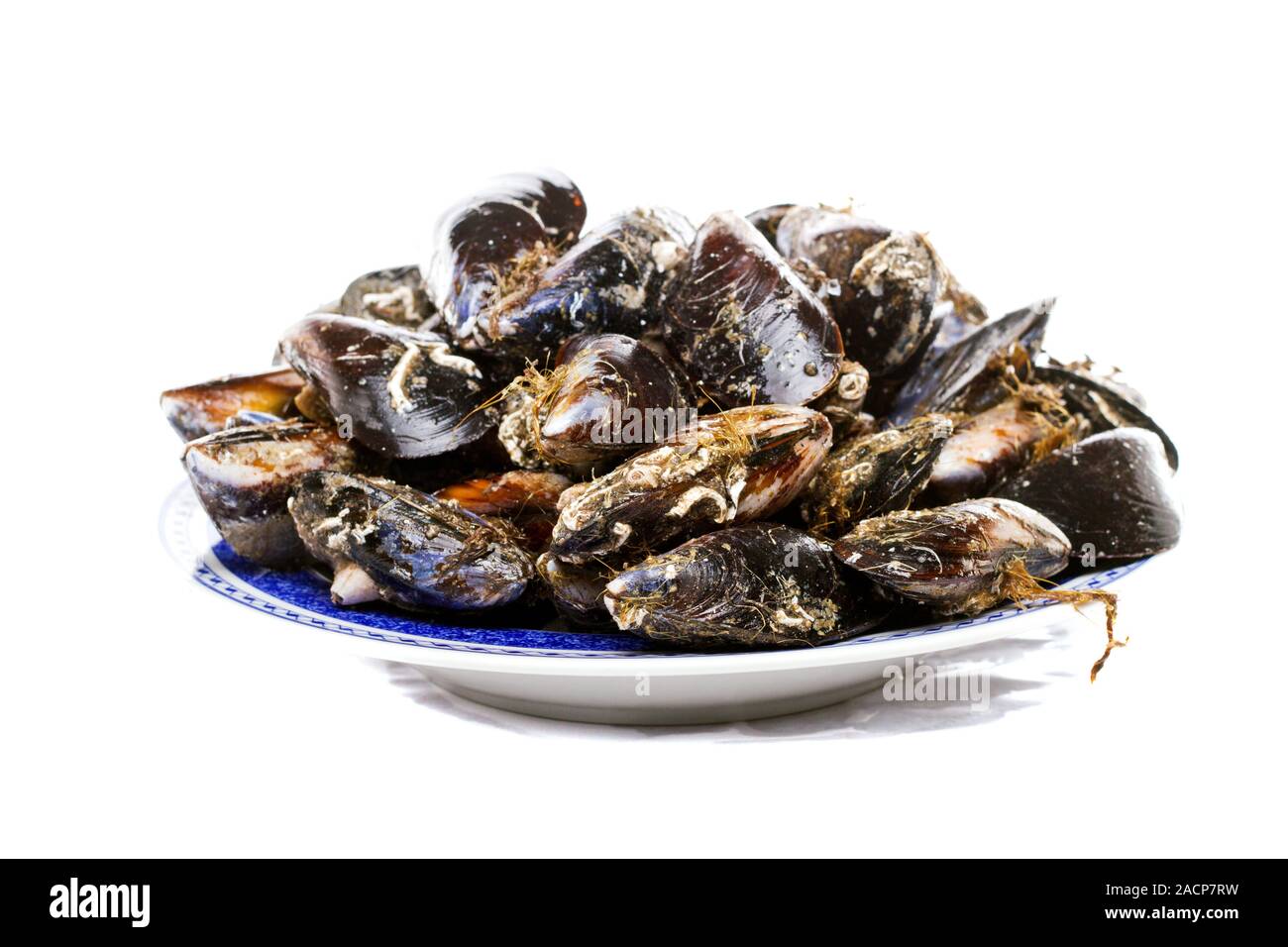 blue mussel bivalve Stock Photo - Alamy