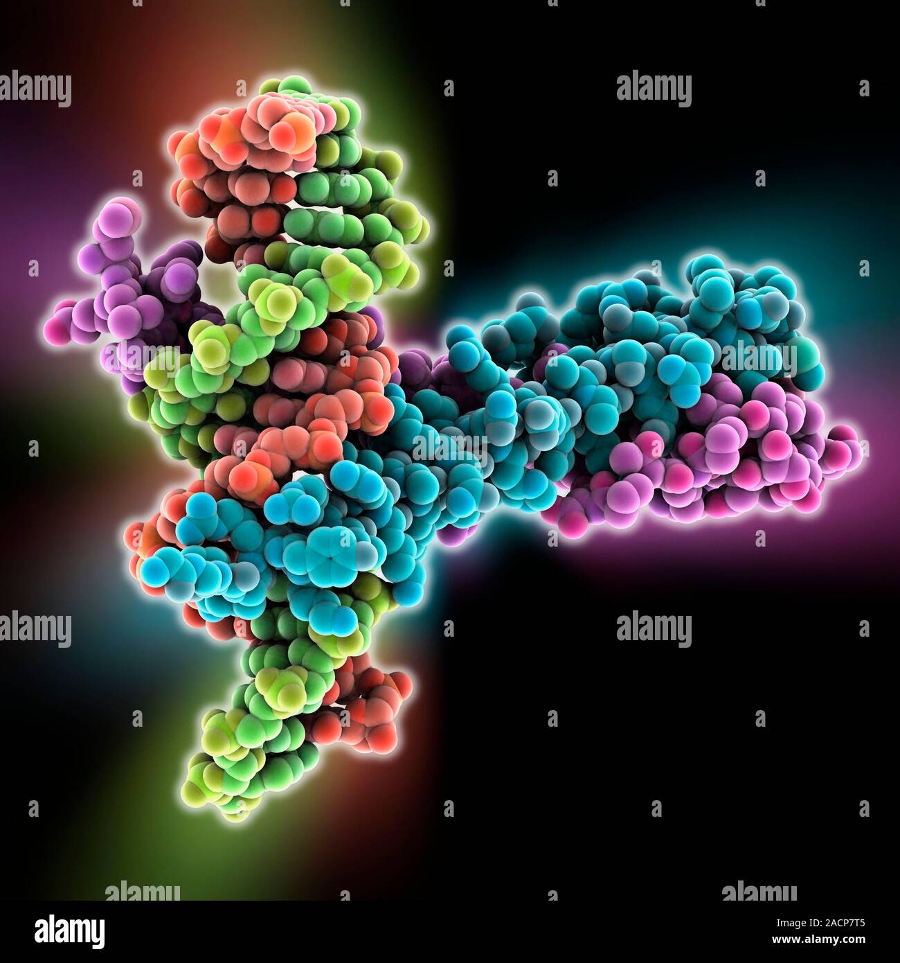 Epstein-Barr virus protein and DNA. Molecular model of the DNA-binding ...