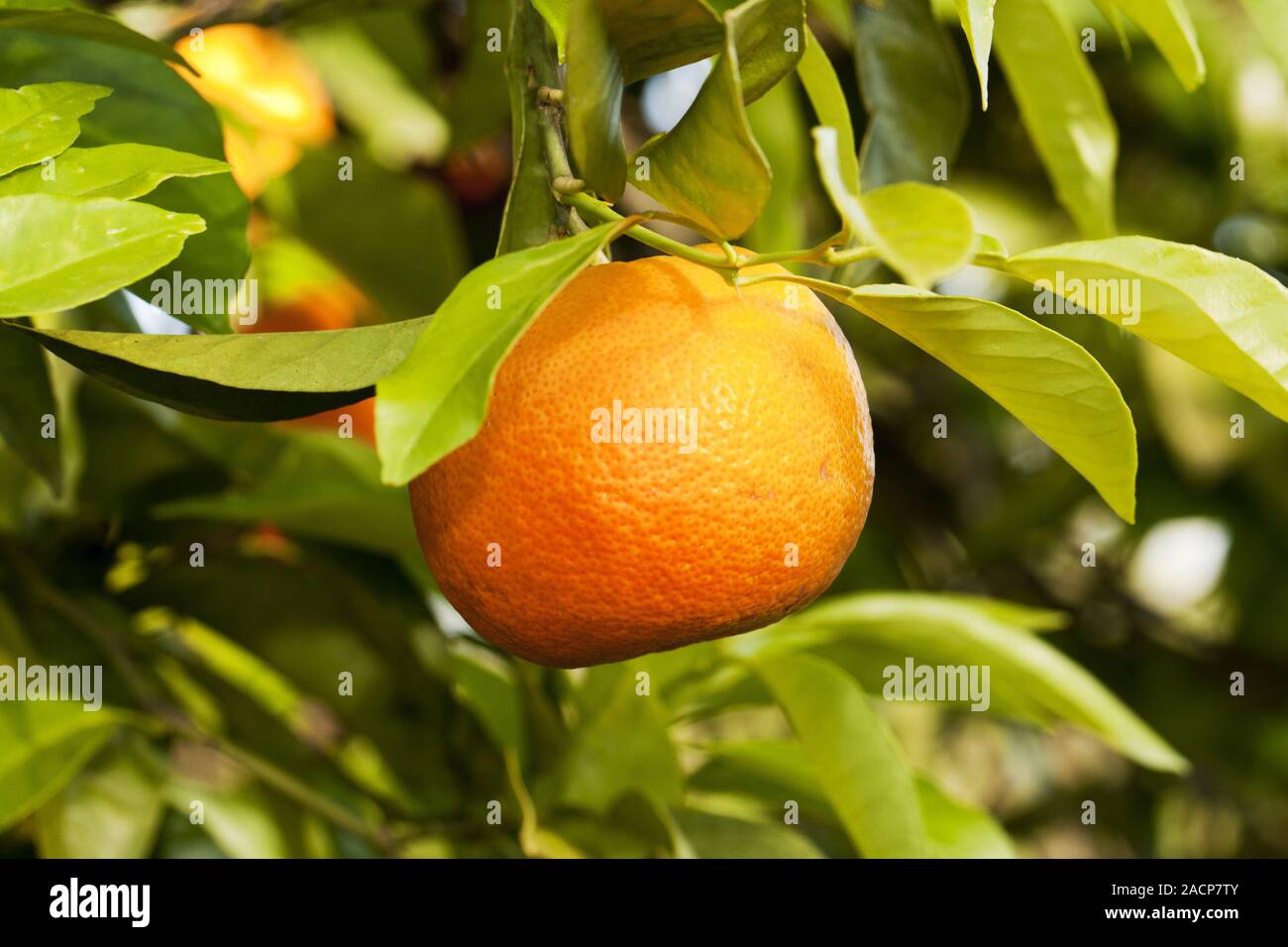 Orange hanging on a tree Stock Photo - Alamy