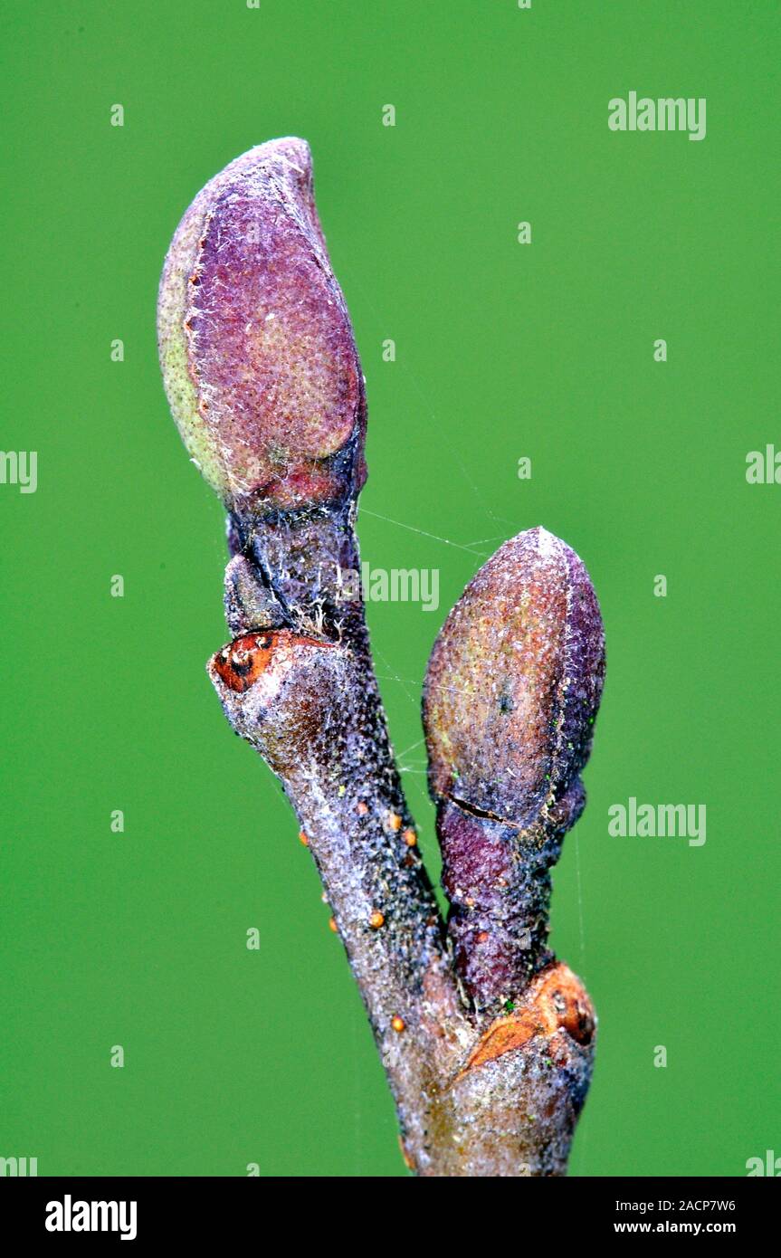 Common alder (Alnus glutinosa) buds. Photographed in Dorset, UK, in ...
