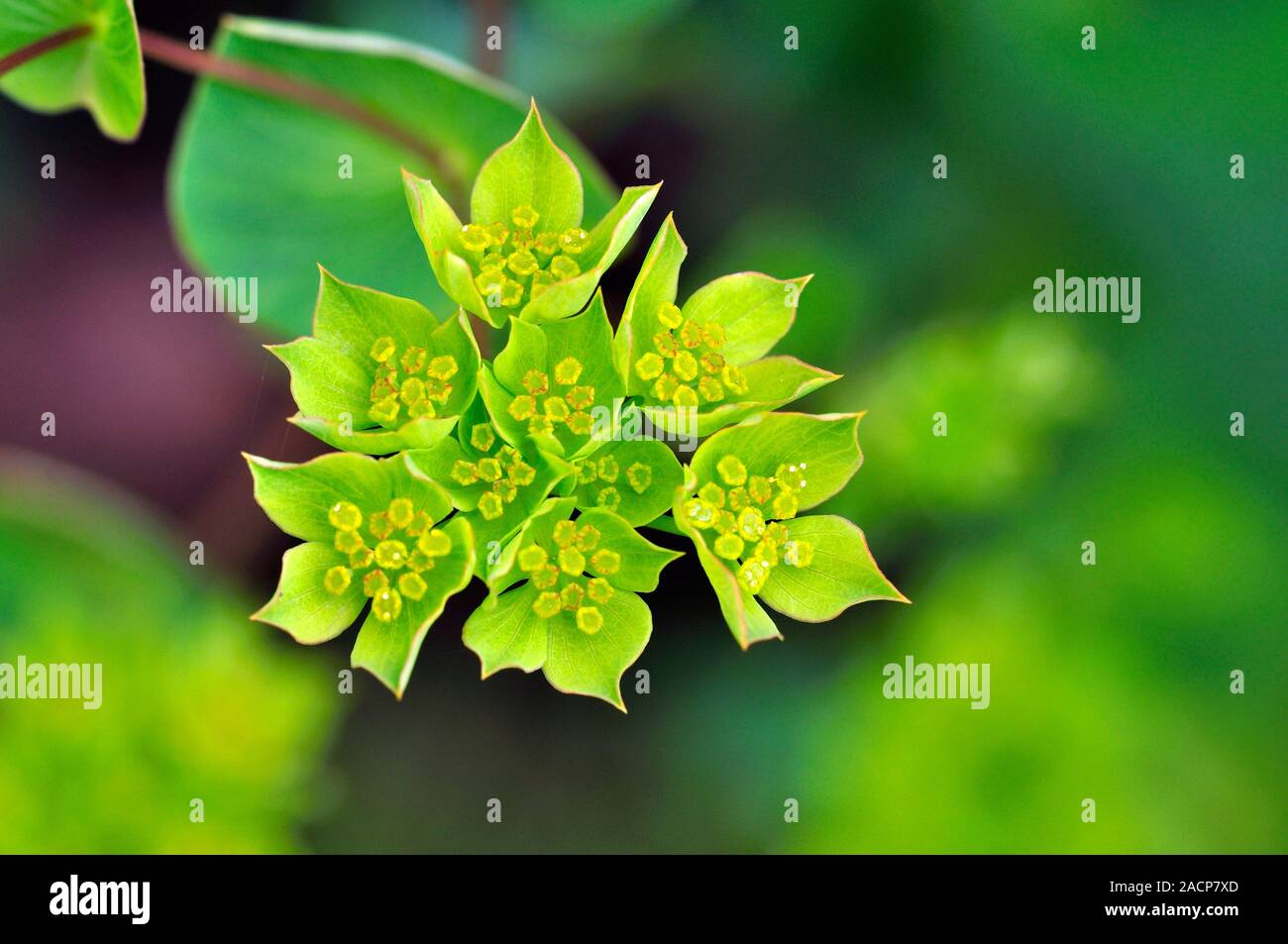 Bupleurum rotundifolium flowers. Photographed in Dorset, UK, in June ...
