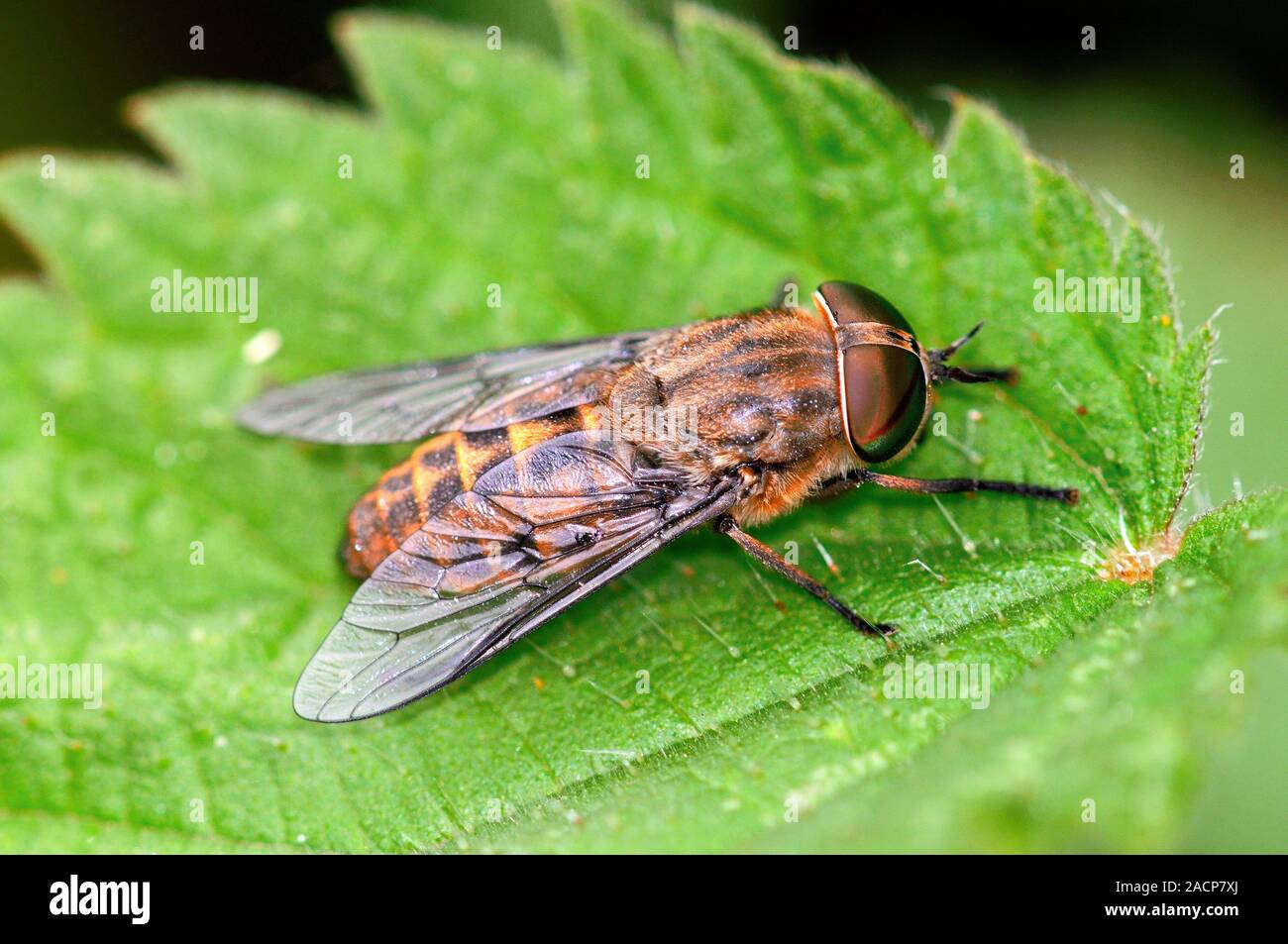 Band-eyed brown horsefly (Tabanus bromius) on a nettle (Urtica sp ...